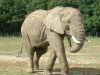 Elephants for Kids: Learn about the biggest land animal.