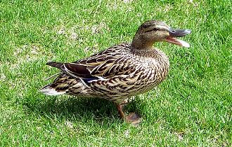 Mallard Ducks: Learn about this popular fowl.