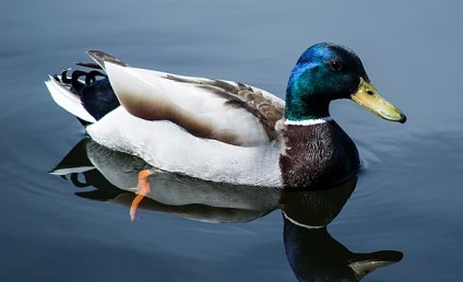 Mallard Ducks: Learn about this popular fowl.
