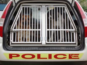 Police Dogs: Learn how these animals help officers.